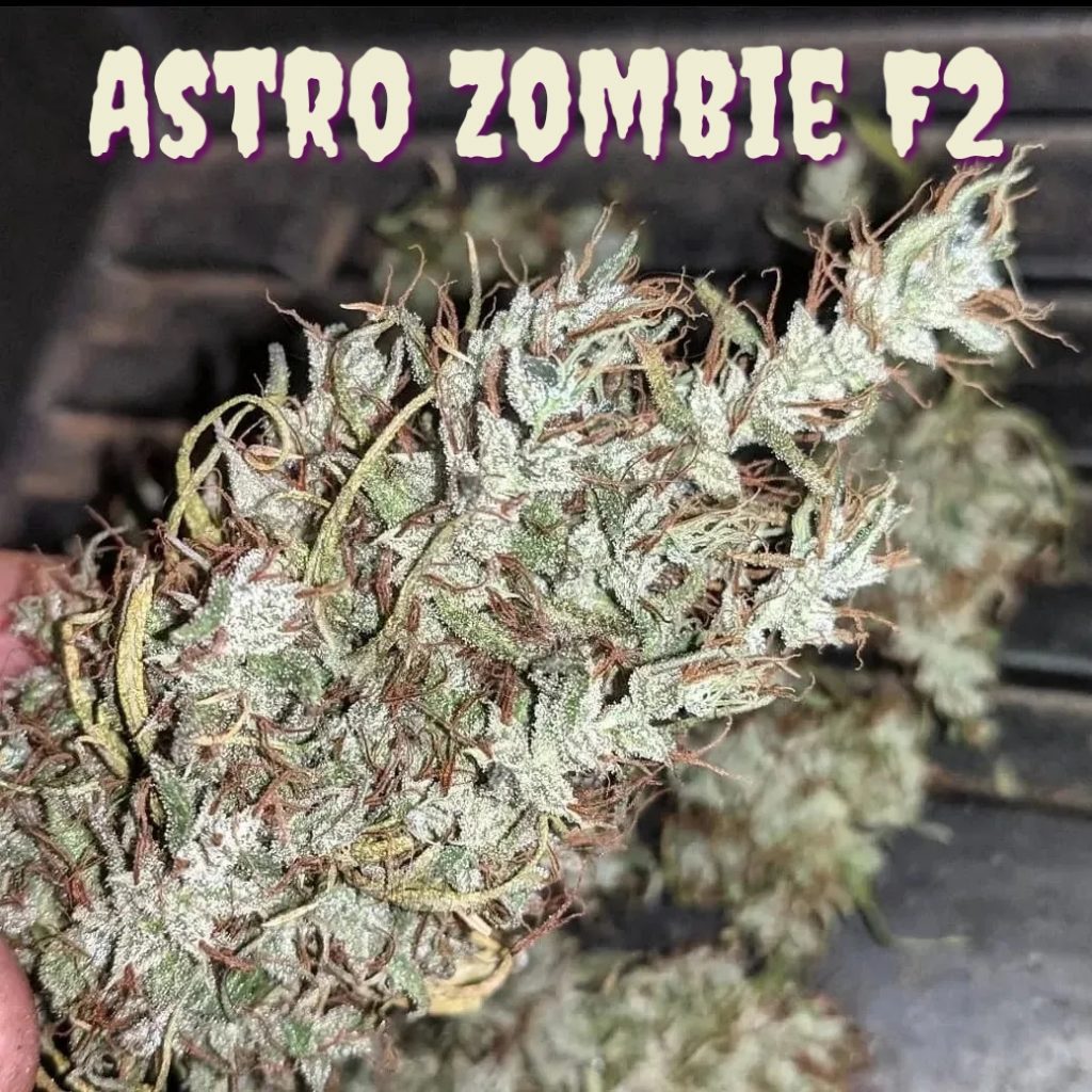 Astro Zombie F2